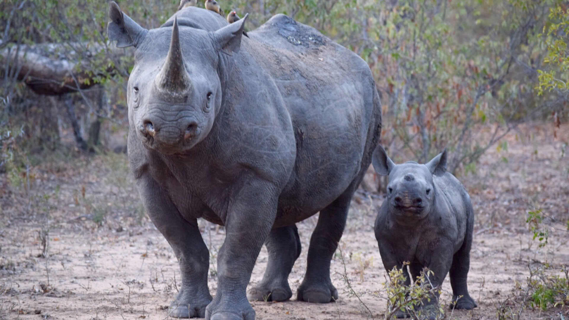 Le rhino noir reprend des couleurs | WWF France