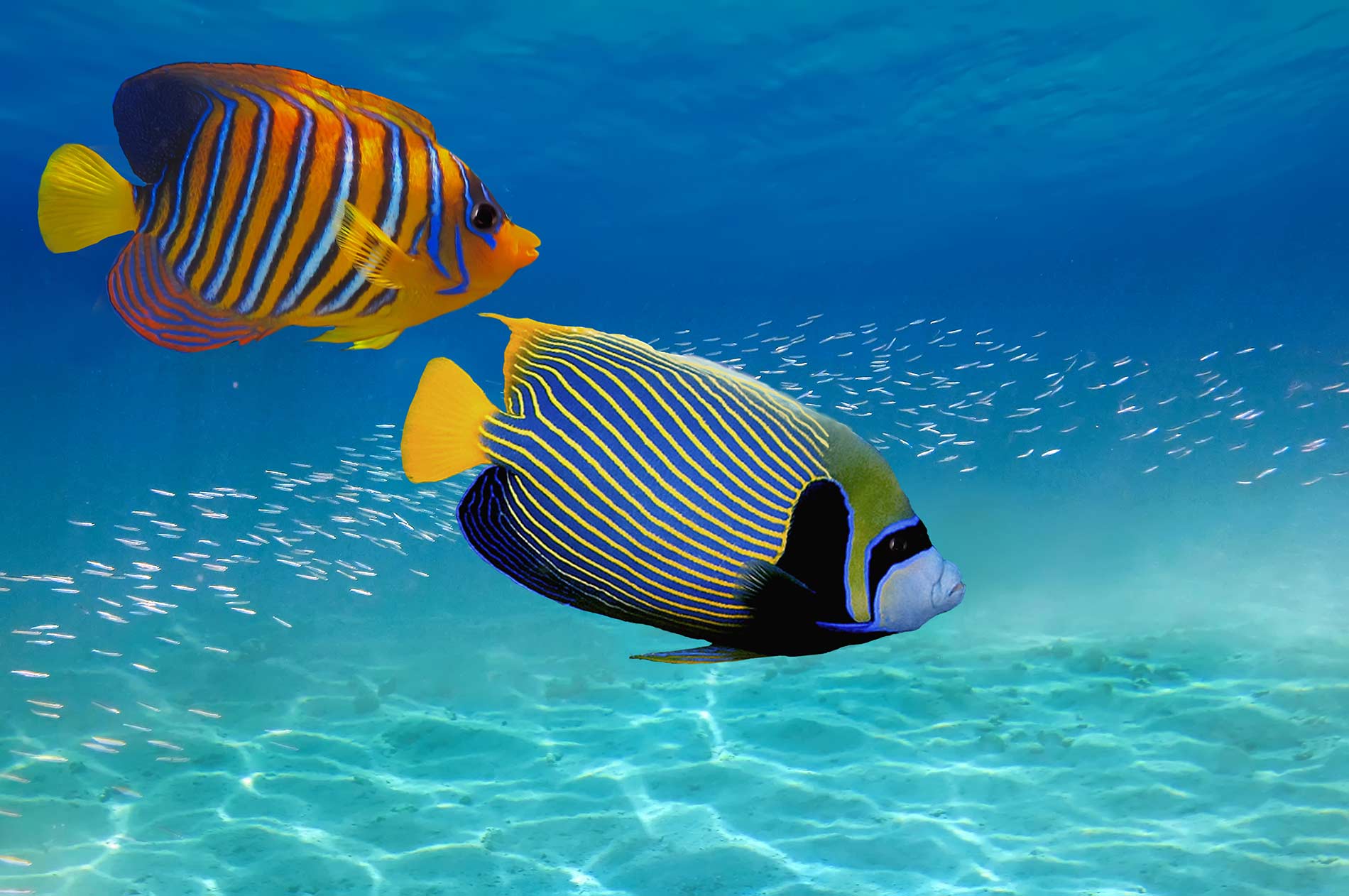 Les poissons récifaux au secours des coraux | WWF France