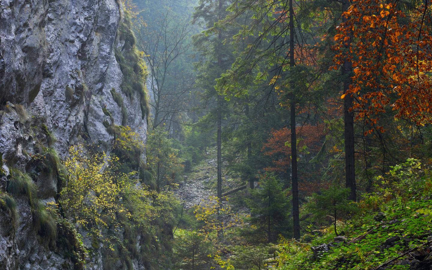 Préserver les forêts naturelles d'Europe | WWF France