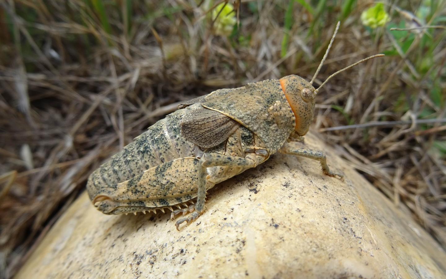 Un projet européen pour sauver le criquet de Crau | WWF France
