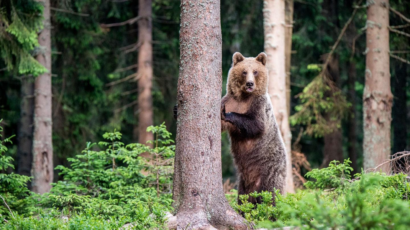 Longue vie aux ours du Béarn | WWF France